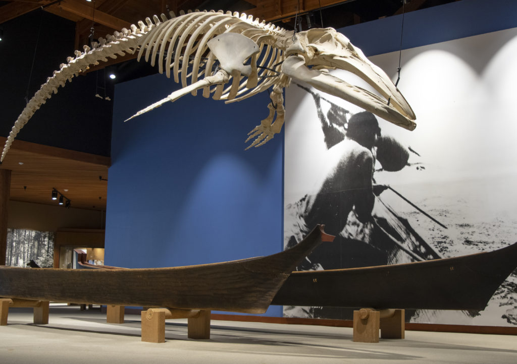 Makah Whaling Decision Imminent – The Buccaneer